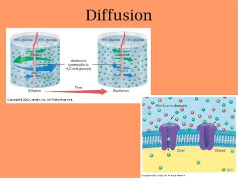 Ppt Physiology Of Cells Powerpoint Presentation Free Download Id 6379255