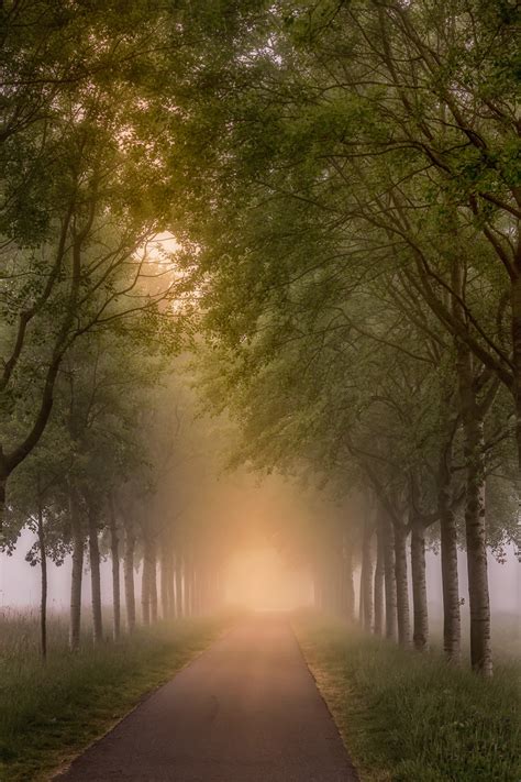 Trees In Mist Collection On Behance Trees In Mist Collection On Behance