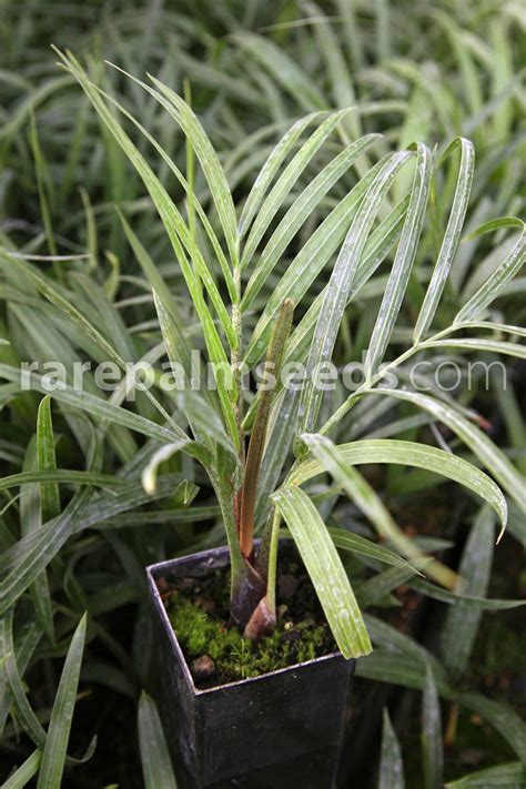 Dypsis Decaryi Triangle Palm Buy Seeds At