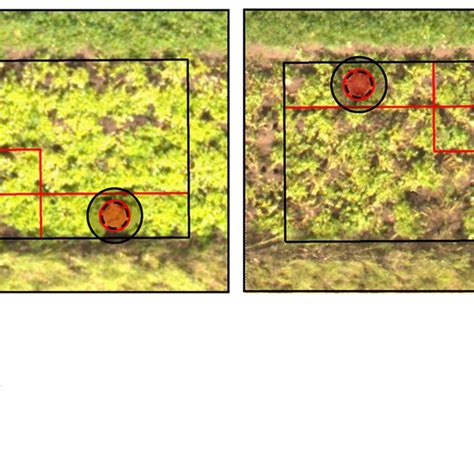 sampling scheme at plot level represented over rgb orthomosaic for one