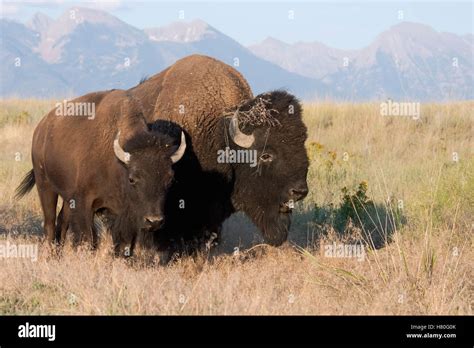 American Bison Bison Bison Male And Female National Bison Range American Bison Bison Bison Male And Female National Bison Range