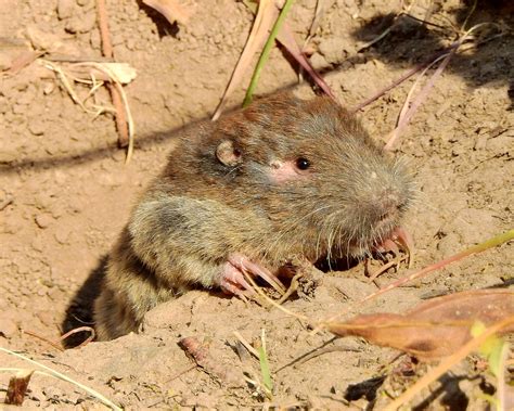 Northern Pocket Gopher Skull