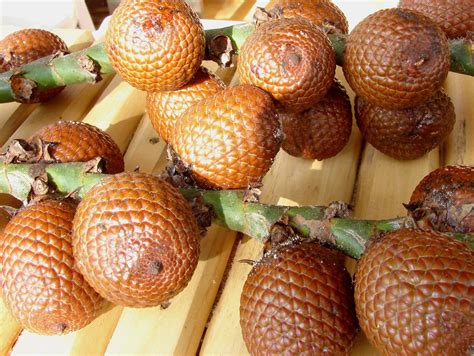 El Aguaje El Fruto Rey De La Amazonía Peruana — Nua PerÚ Bienestar Natural
