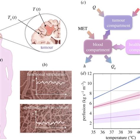 Graphical Representation Of The Mathematical Model For Temperature And Download Scientific