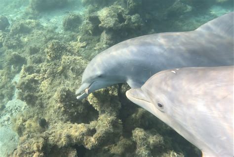 Double Dolphin Dare Dolphin Communication Project