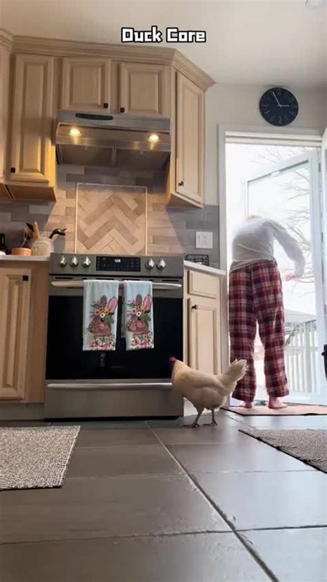 Ducking Ducks Album On Imgur