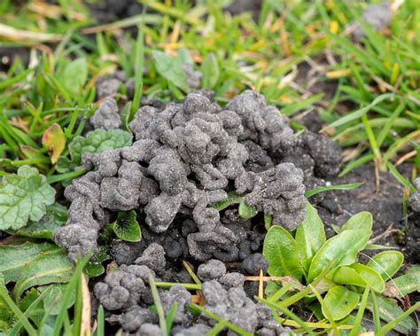 Worm Castings On Lawns How To Deal With This Problem Gardeningetc