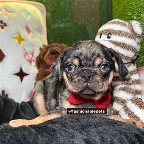 Pug Puppy for sale - Fashionable Pets