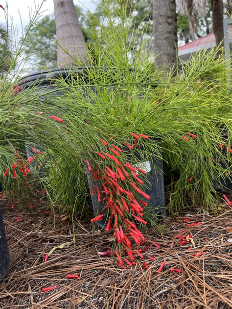 Tropicals Firecracker Plant Beach Landscaping Beach Landscaping