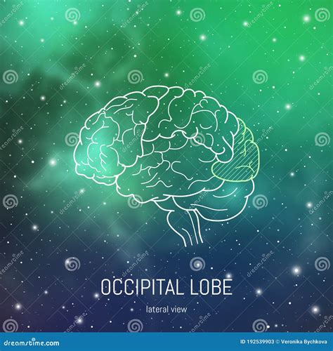 brain structure visual cortex cerebral cortex occipital lobe