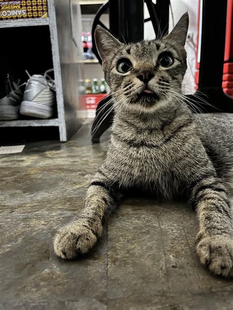 Bad Ppbcc Experience Rcatsofrph