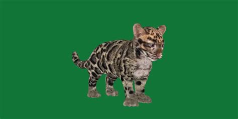 Clouded Leopard Cub Flippednormals