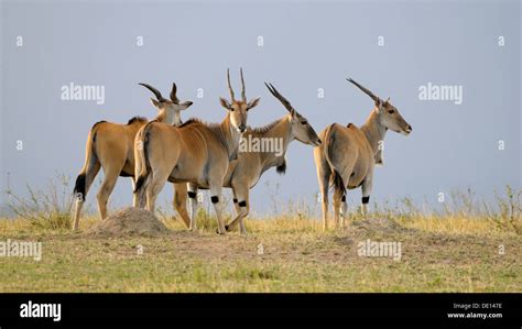 Common Eland Southern Eland Taurotragus Oryx Herd Wandering