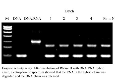 美国apexbio中文官网 Rnase H Rnase Free