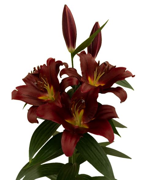 Booster Onings Holland Flowerbulbs