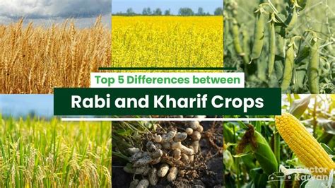 Rabi Crops And Kharif Crops