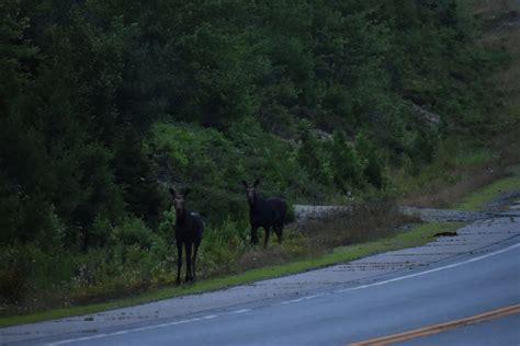 Moose Twins With Lighted Eyes Smithsonian Photo Contest Smithsonian Magazine