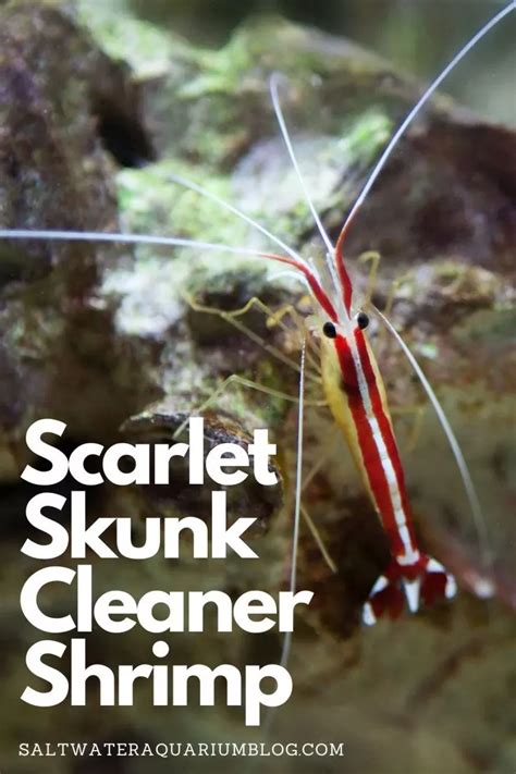 Scarlet Skunk Cleaner Shrimp Aquarium Care Guide Artofit