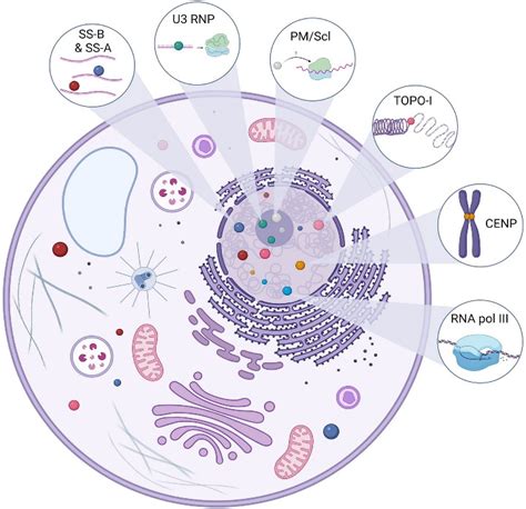 Antinuclear Antibodies Creative Diagnostics