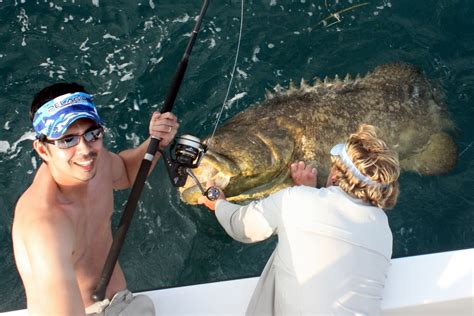 How To Catch Goliath Grouper Tips For Fishing For Goliath Grouper