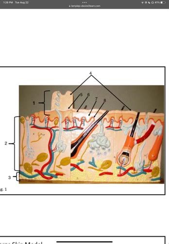 Integumentary Flashcards Quizlet
