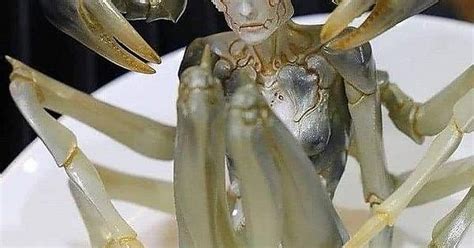 Stupid Sexy Crab Album On Imgur