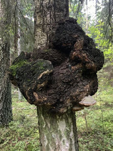 A Tree Affected By The Disease In The Form Of Growths On The Trunk It Grows Among Other Trees