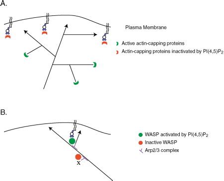 PIP3 PIP2 And Cell MovementSimilar Messages Different Meanings Developmental Cell