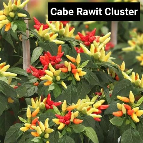 Jual Benih Biji Cabe Rawit Cluster Buah Berangkai Shopee Indonesia