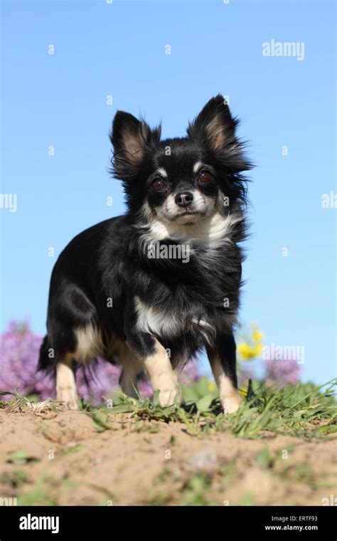 Black And Tan Long Haired Chihuahua