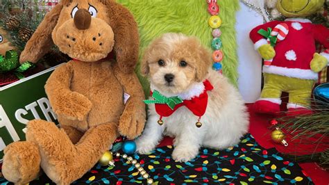 Skip Cavapoochons R Us