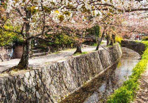 Sakura Season In Kyoto What To Do And How To Enjoy Cherry Blossoms