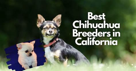 16 Best Chihuahua Breeders In California Read This First
