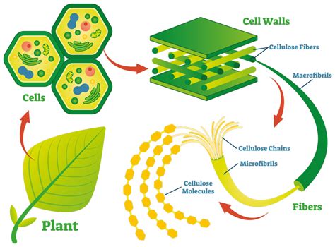 Cellulose Nanodefects The Key To Biofuels And Biomaterials Of The Future Research Outreach