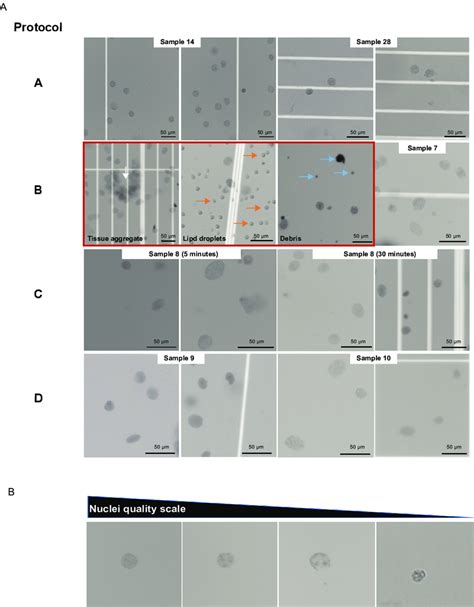 Representative Images Of Single Nuclei From The Various Protocols And
