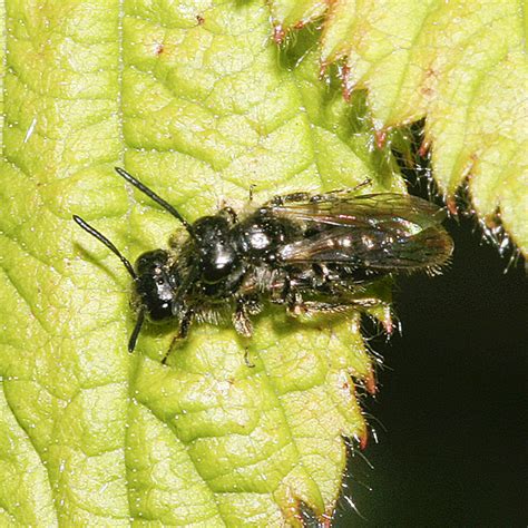 Small Bees Mating Panurginus Bugguidenet