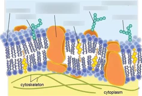 Diagram Of Membrane Structure Quizlet
