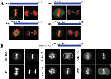 Intracellular Localization Of N Terminal Deletions Of Aurora B A