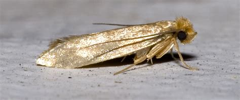 The Importance Of Fumigation In Controlling Moth Infestations