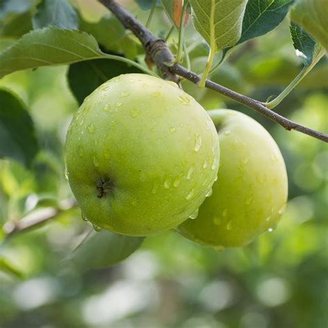 Grow Granny Smith Apple Tree From Seed At Kathleen Perry Blog