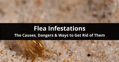 How To Treat Flea Infestation Outside at Gordon Glazer blog