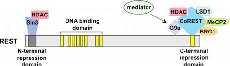 The Modular Structure And Binding Partners Of Rest The Dna Binding