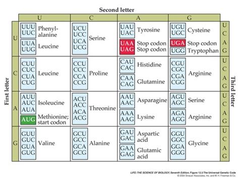 Bio Chapter 17 Flashcards Quizlet