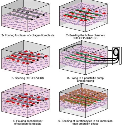Schematic Illustration Showing The Development Of The Perfusable