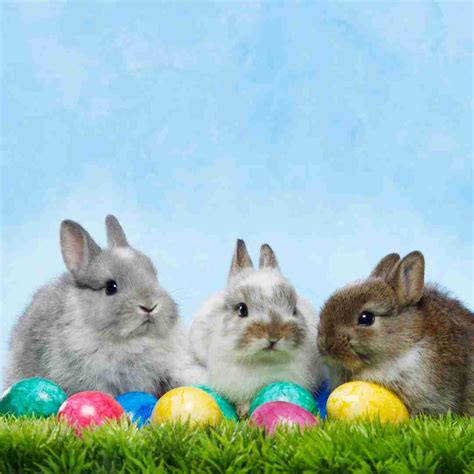 Why Are Rabbits Associated With Easter