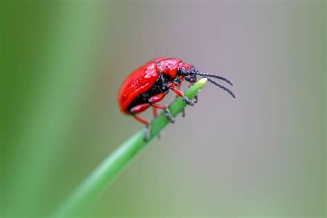 Identify And Tackle Garden Pests Naturally With Ease Plant Grower World