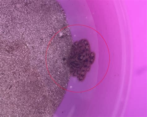 청산가리 10배 독성 제주 코난해변서 파란고리문어 발견 연합뉴스