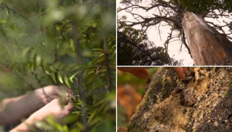 Leading Kauri Dieback Scientists Are Backing The Use Of Mātauranga