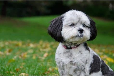 22 Cute Shih Poo Haircut Ideas Mesmerizing Shih Poo Hair Styles Pet