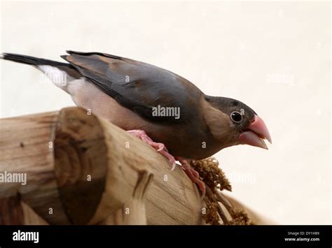 Juvenile Java Sparrow Or Java Finch Padda Oryzivora Aka Java Rice Sparrow And Java Rice